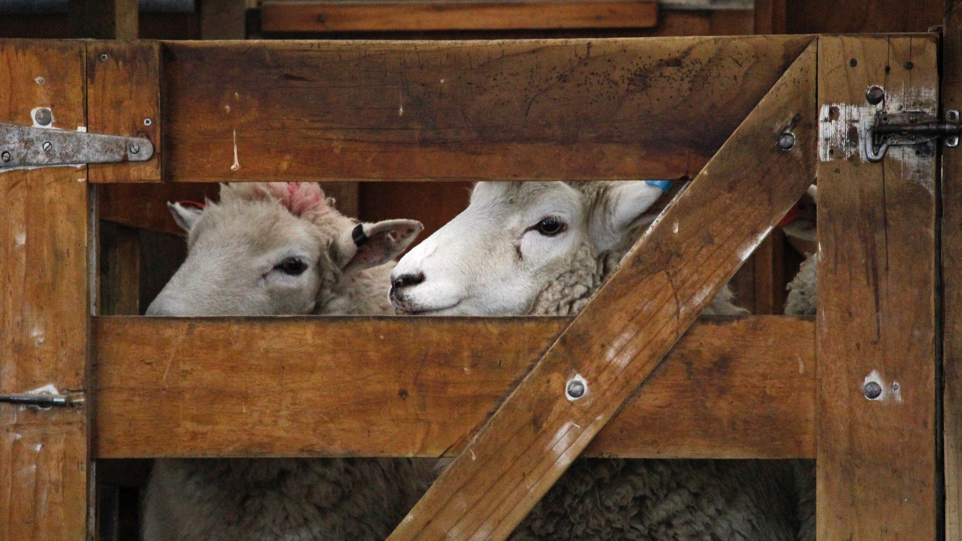 Easter 4a Jesus The Sheep Gate The Raven Foundation